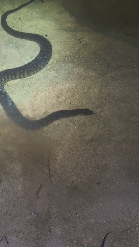 Arafura File Snake from Wenlock QLD 4874, Australia on September 9 ...