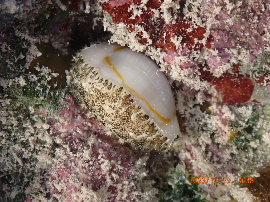 Gold Ring Cowry from Dhaalu Atoll, Maldives on October 29, 2023 at 04: ...