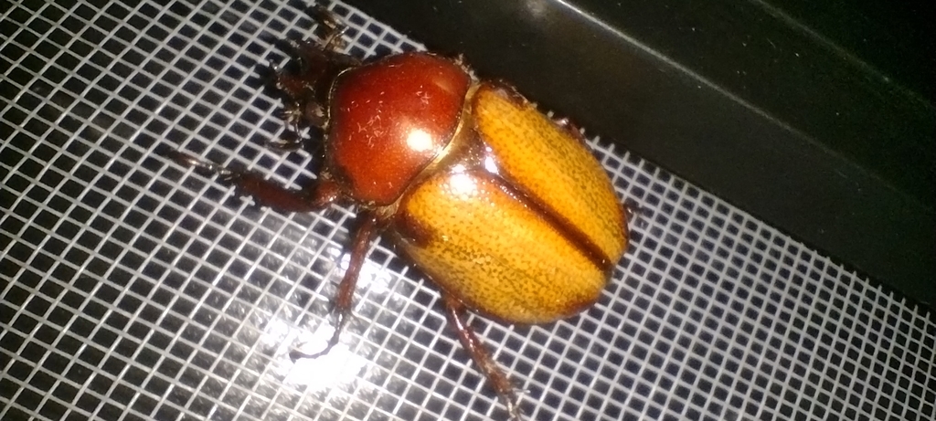 Agaocephala inermicollis from FG4F+FQ - Quilombo, Pelotas - RS, Brasil ...