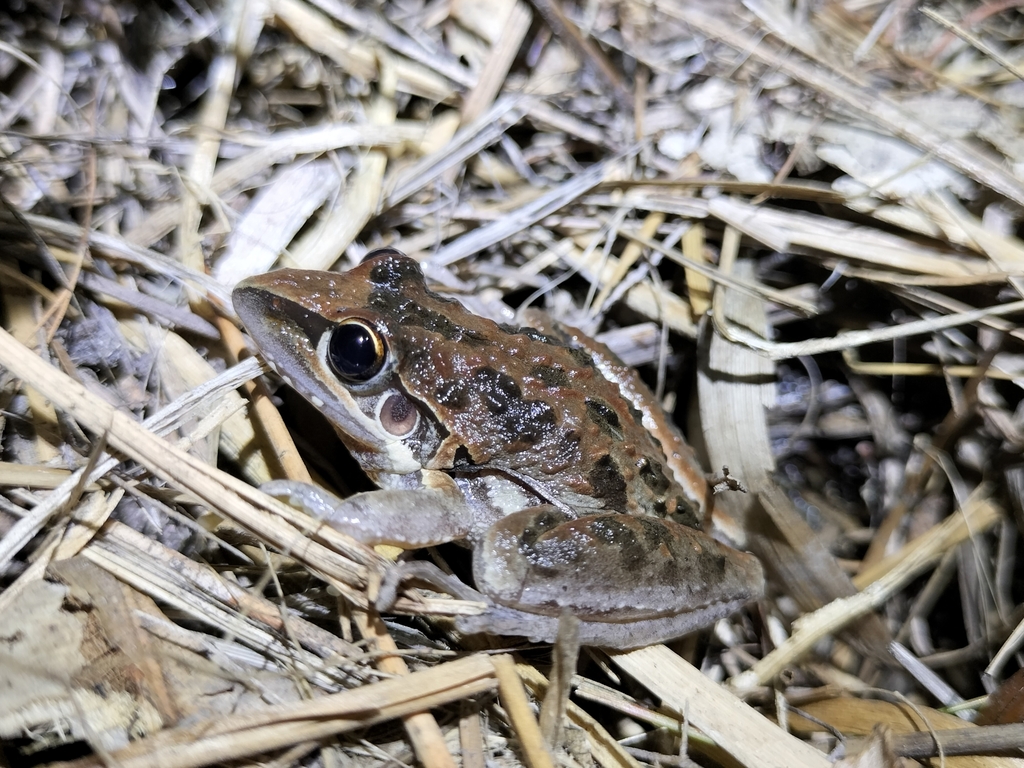 Wallum Rocketfrog in October 2023 by Max Breckenridge · iNaturalist