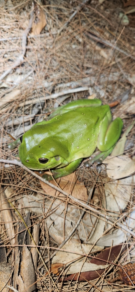 Australian Green Tree Frog from Takura QLD 4655, Australia on October ...
