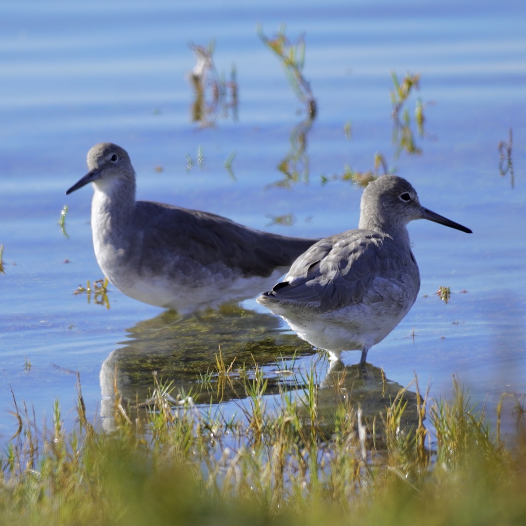 Willet from Robert W. Crown Memorial State Beach Park, Alameda, CA, US ...
