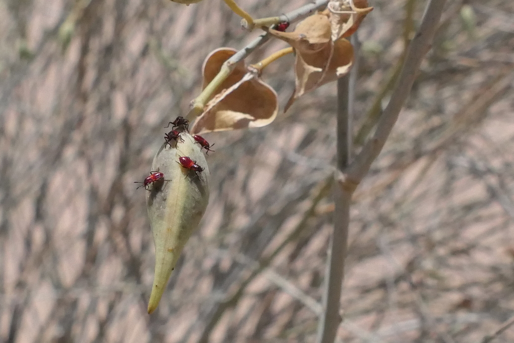 Welwitschia Bug from Arandis, Namib-Naukluft, Erongo, Namibia on ...