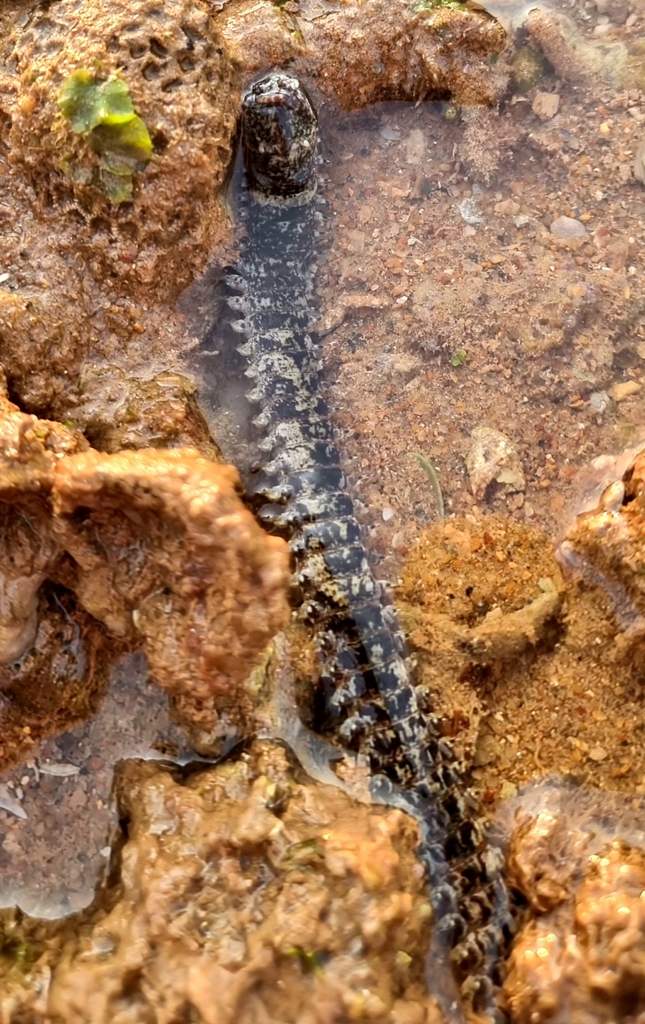 Eunicidae from Port Hedland, WA, Australia on October 31, 2023 at 05:20 ...