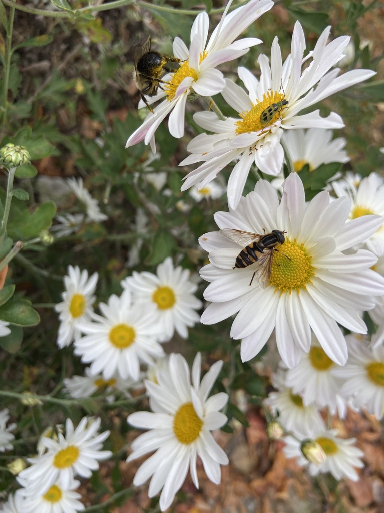 Narrow-headed Marsh Fly from Orchard Brook Dr, Potomac, MD, US on ...