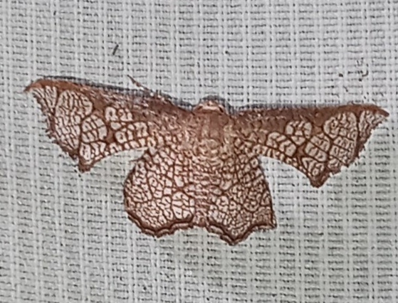 Window-winged Moths from J9G5+JQ2, Bosabehari Gaon, Assam 785634, India ...