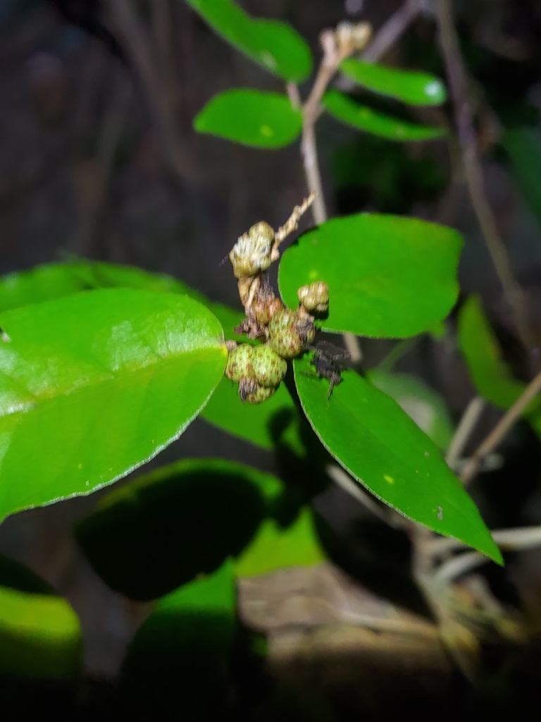 Croton cascarilloides from Kaohsiung, TW-KH, TW on October 31, 2023 at ...