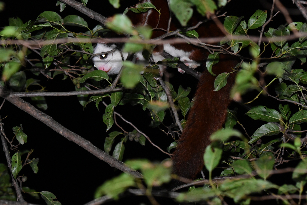 Taiwan Red-and-white Giant Flying Squirrel from 424台灣台中市和平區 on October ...