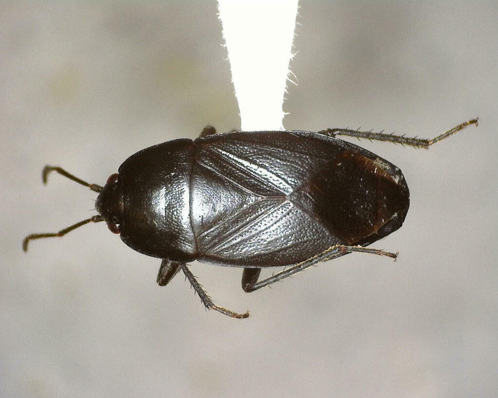 Umbrose Seed Bug in June 2023 by Joseph Richards · iNaturalist