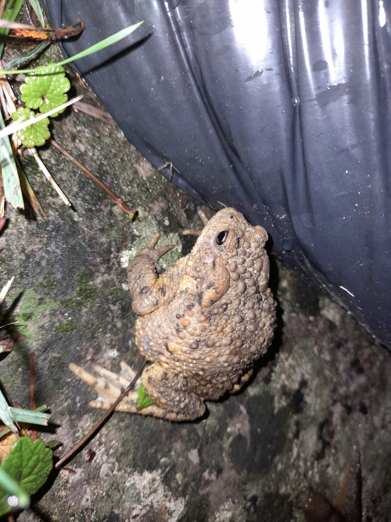 European Toad from Harkány, 7815 Ungarn on October 27, 2023 at 09:49 PM ...