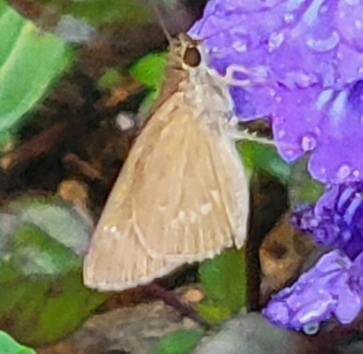 Three-spotted Skipper from Stuart, FL 34994, USA on October 31, 2023 at ...