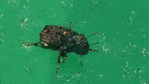 Apatenia infans · iNaturalist