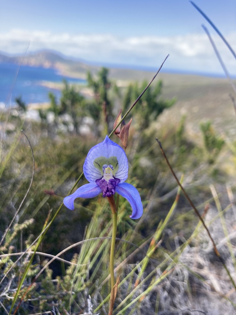 Early Blue Disa from Table Mountain National Park, Cape Point, WC, ZA ...