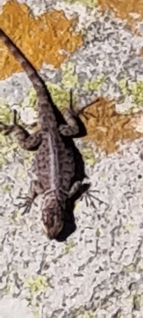 Lizards from peña de Bernal, 76680 Qro., México on September 23, 2023 ...