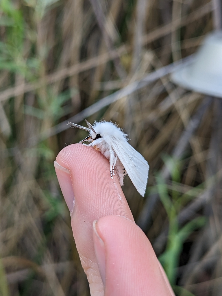 Virginian Tiger Moth from St. George, UT, USA on May 16, 2023 at 08:24 ...