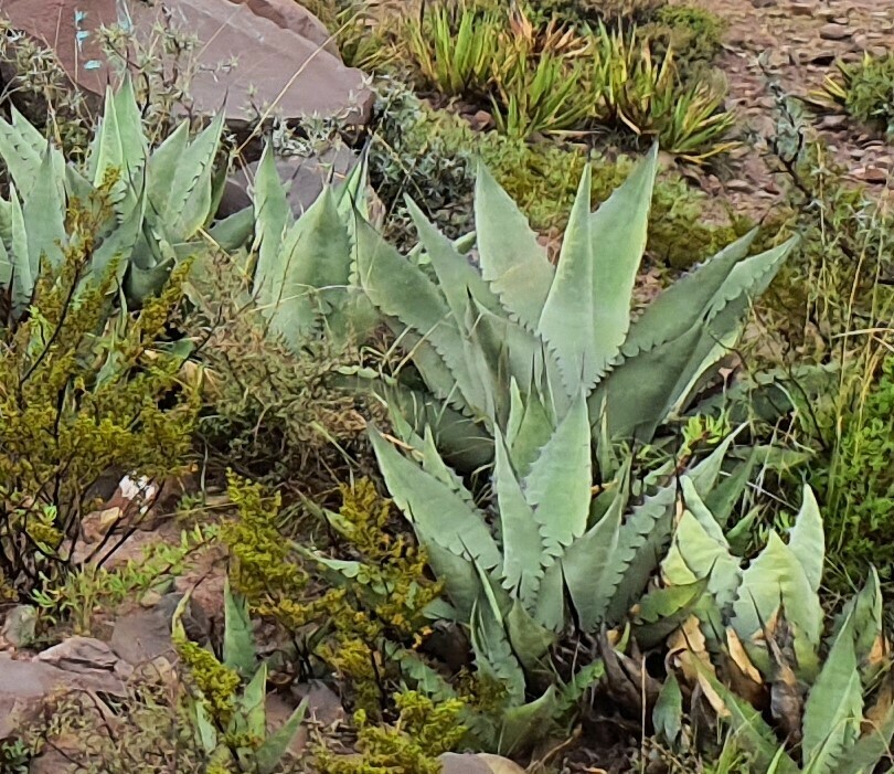 Rough century plant from Saltillo, Coah., México on October 10, 2023 at ...