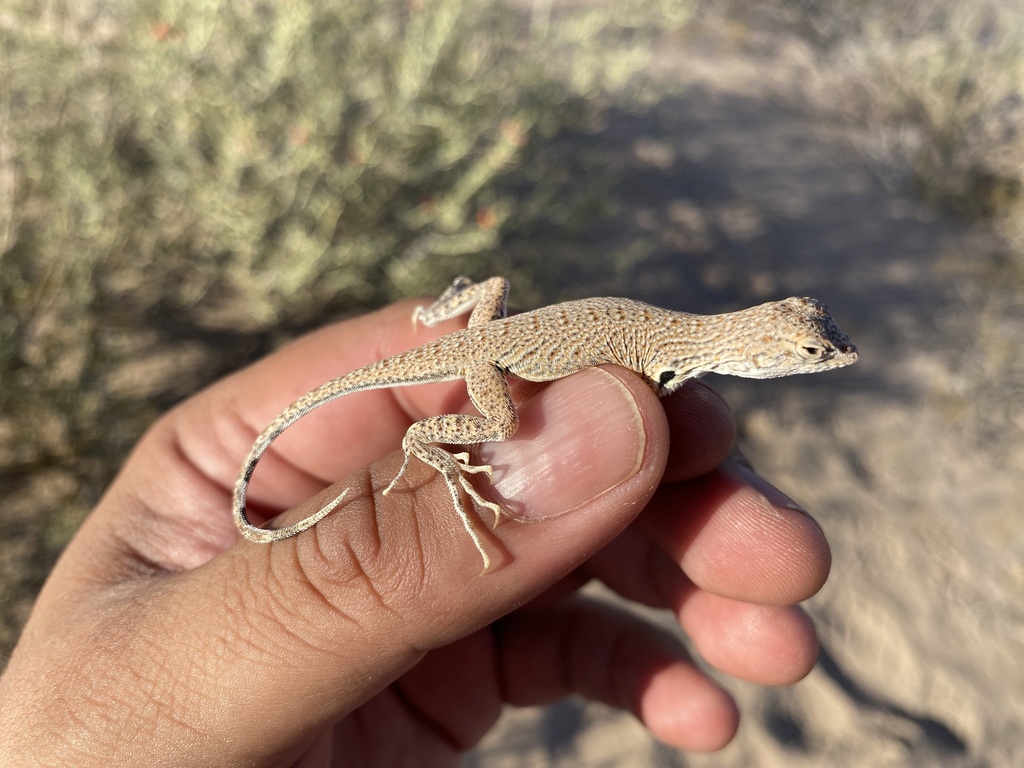 Fringe-toed Sand Lizard from Viesca, Coah., México on September 10 ...