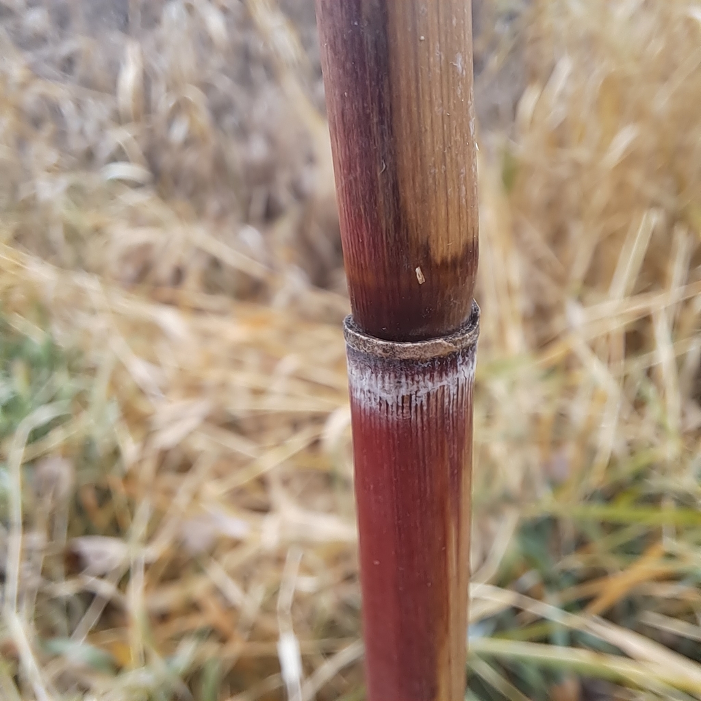American common reed from Grovena Township, SD, USA on October 28, 2023 ...