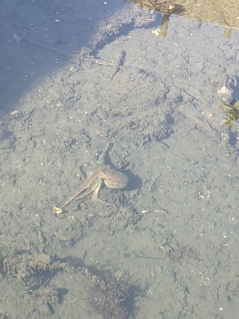 Lesser Two-spot Octopus from Los Angeles, CA, USA on October 26, 2023 ...