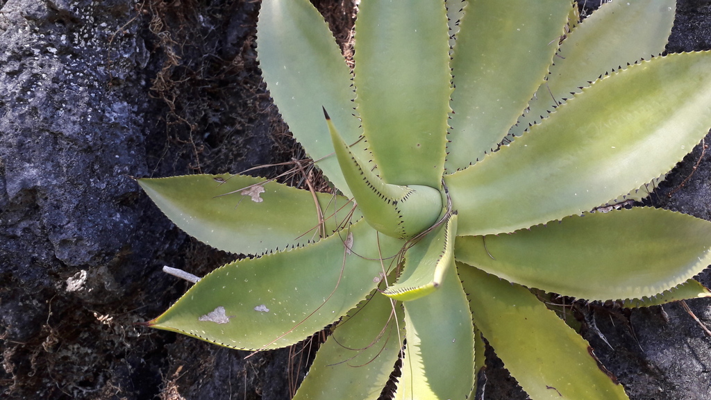 Mitis Century Plant in February 2019 by Mané Salinas Rodríguez ...