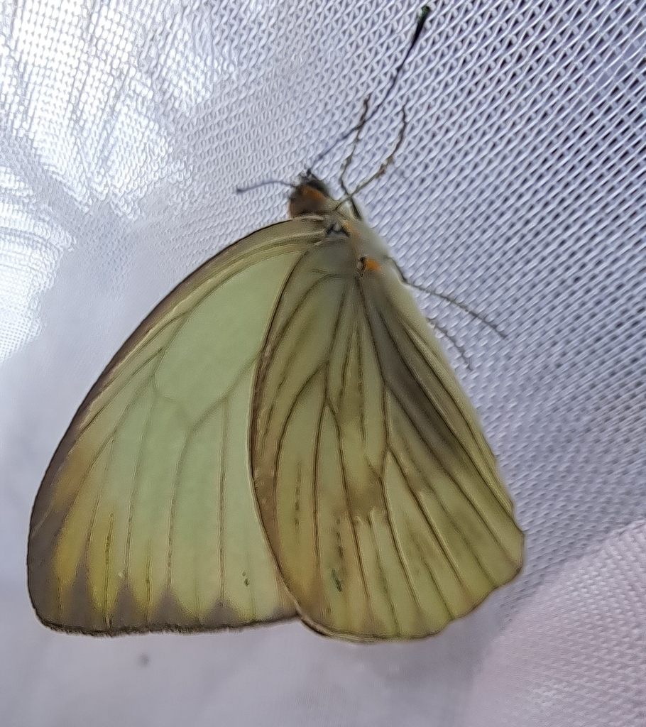 Ascia monuste monuste from 47783 Rancho Viejo del Refugio, Jal., México on October 31, 2023 at ...