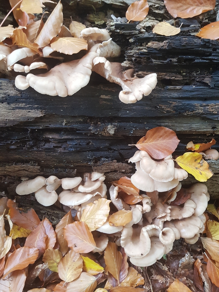 bear lentinus from Baumgarten, 16775 Sonnenberg, Deutschland on October ...