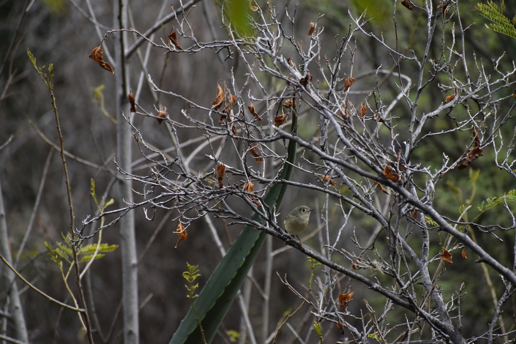 Ruby-crowned Kinglet from Col del Llano, San Luis, S.L.P., Mexico by ...
