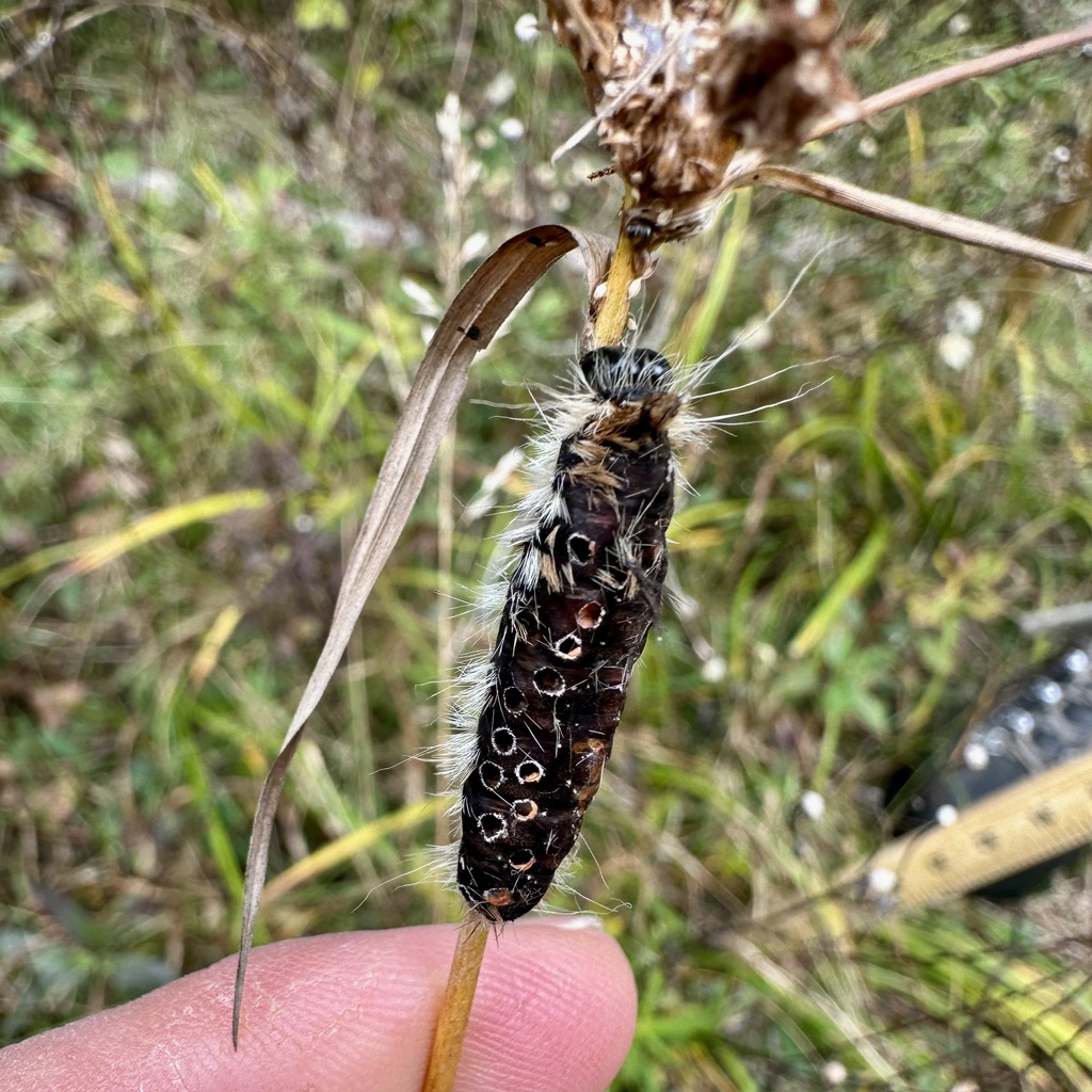 Stigmata Mummy Wasp from Kings, CA-NB, CA on October 4, 2023 at 02:21 ...