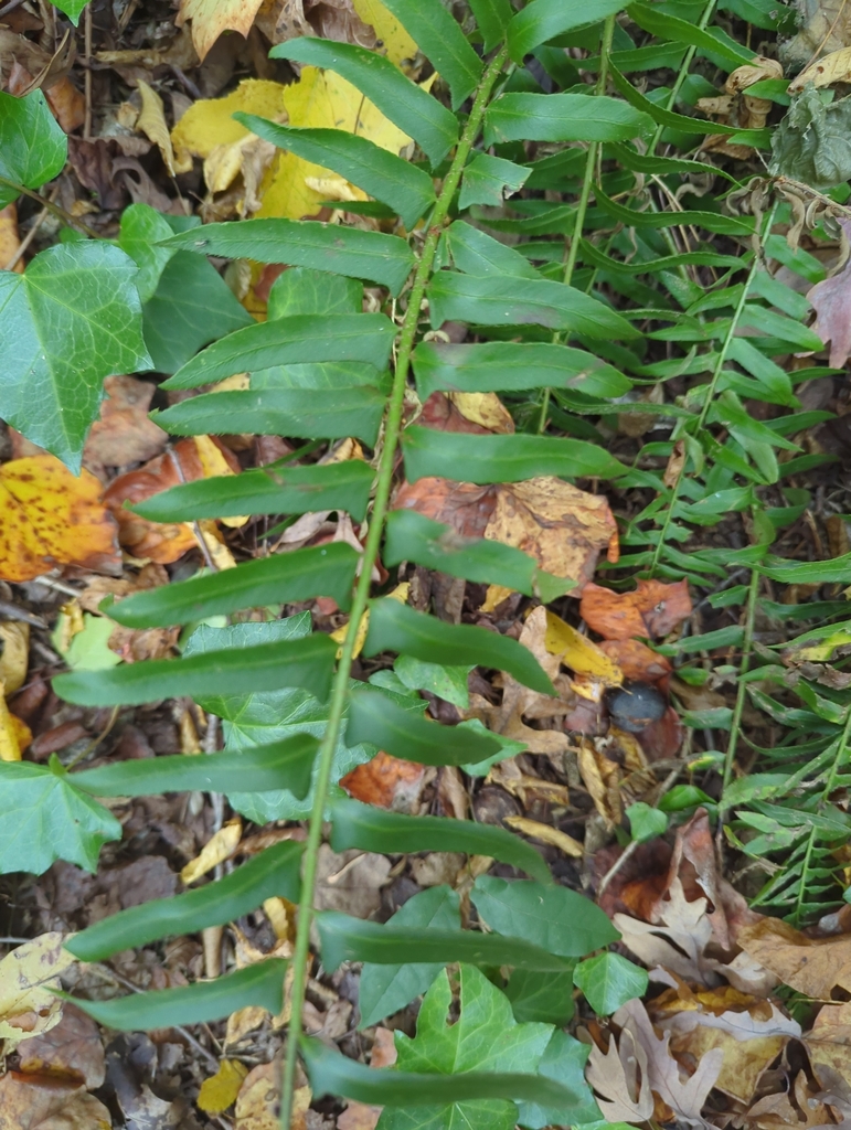 Christmas fern from 500 Block Wade Hampton Blvd, Greenville, SC 29607 ...
