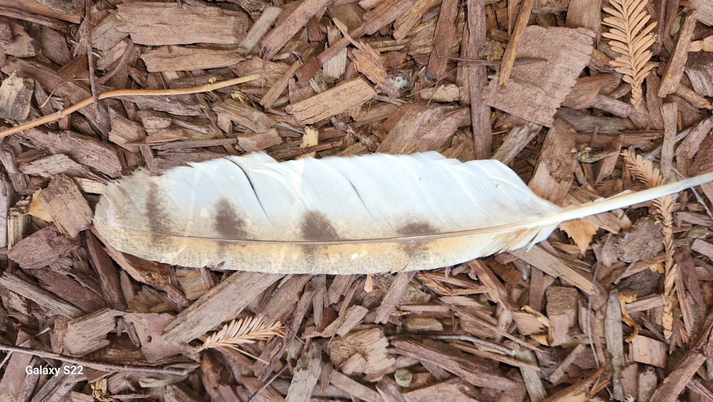 Barn Owl from Golden Triangle, Saratoga, CA 95070, USA on October 31 ...