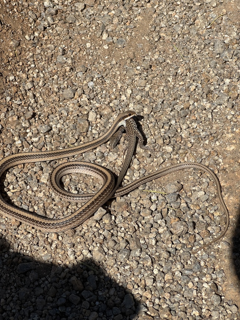 Western Patch-nosed Snake from Tonto National Forest, Mesa, AZ, US on ...