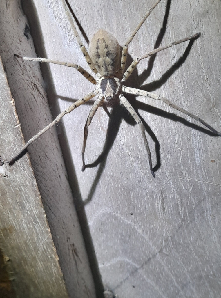 Pantropical Huntsman Spider from San Andres, Guatemala on October 26 ...