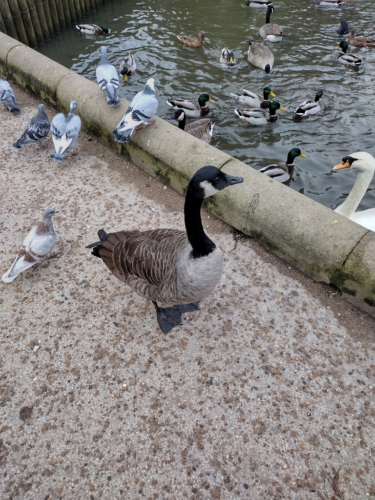 Canada Goose from Coventry CV3 2AB, UK on October 25, 2023 at 09:58 AM ...