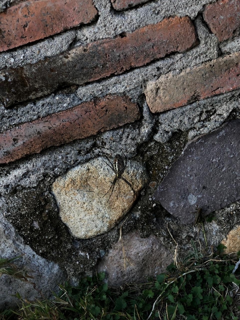 Banded Garden Spider from 47778 Jal., México on December 11, 2022 by ...