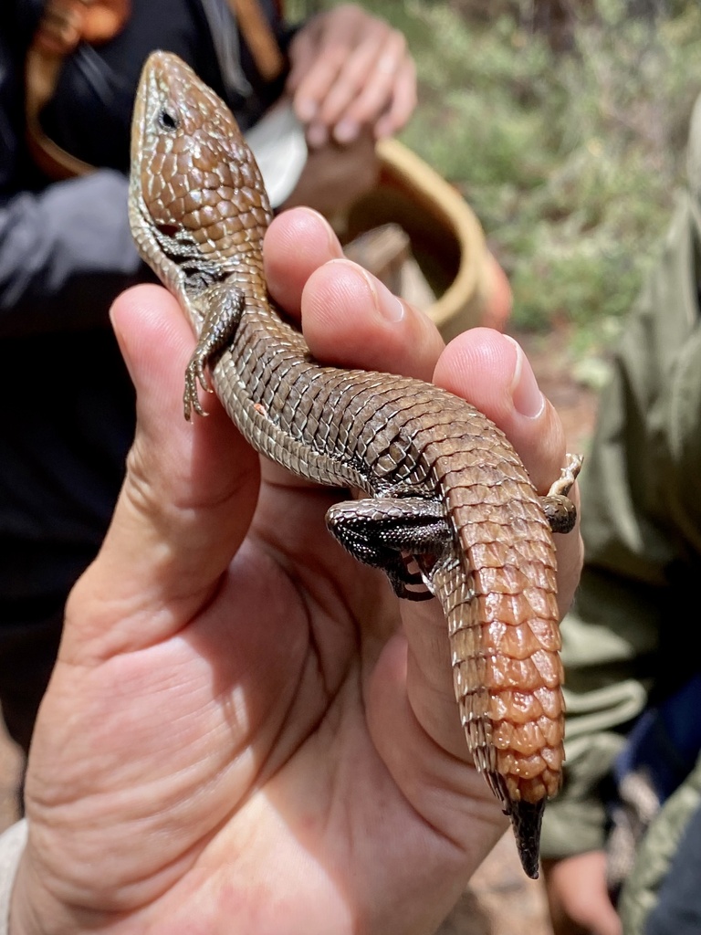 Oaxaca Alligator Lizard in July 2023 by Nicole Engel · iNaturalist