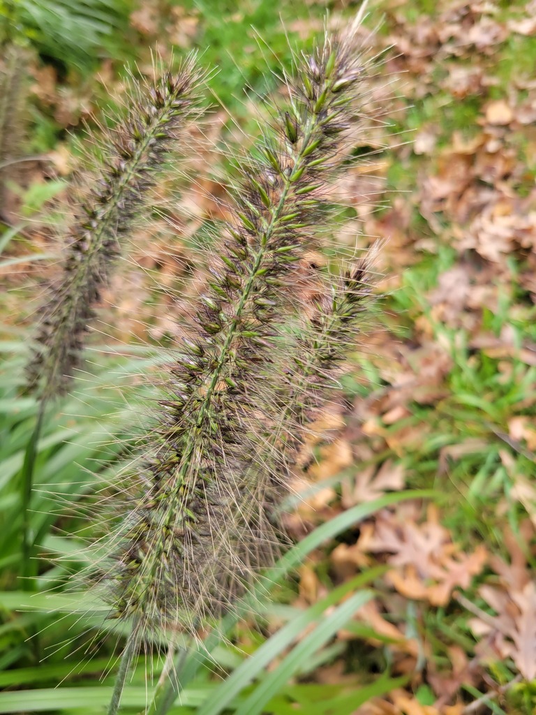Fountain Grass from 112 Log Cabin Rd, North Brunswick Township, NJ ...