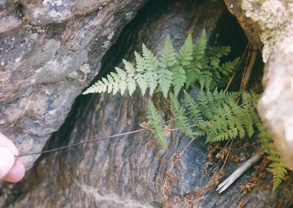 brittle bladderfern from Riverside County, CA, USA on May 3, 2002 at 05 ...
