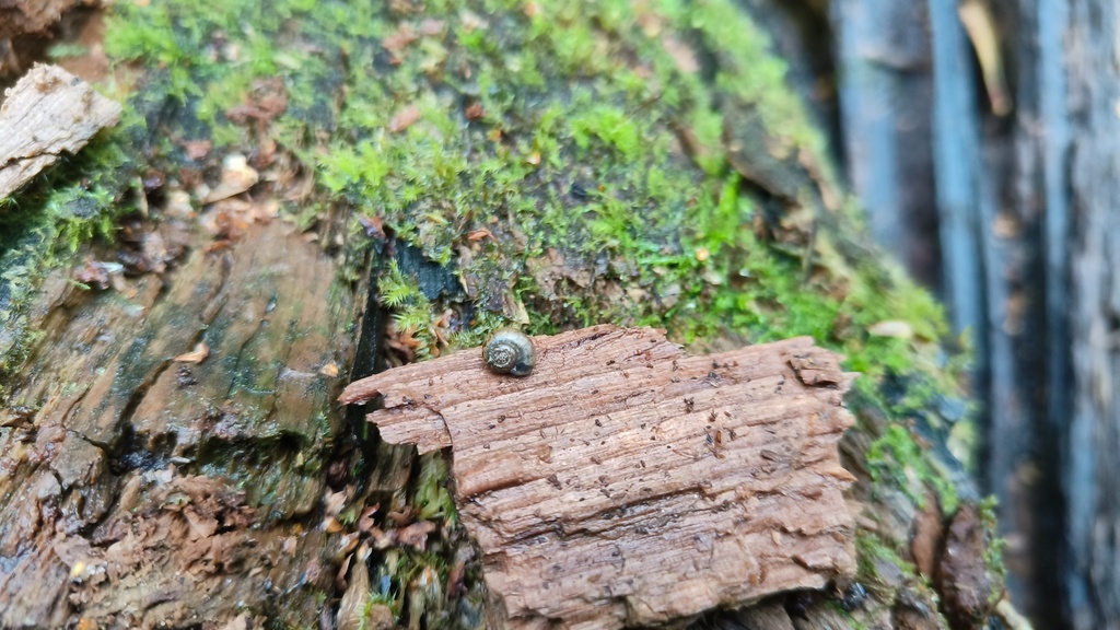 Bush snail from Балашиха, Московская обл., Россия on October 15, 2023 ...