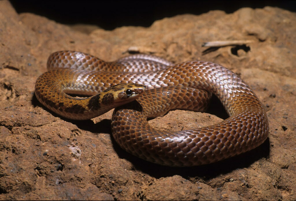 Little Spotted Snake from McArthur NT 0852, Australia on July 15, 2002 ...