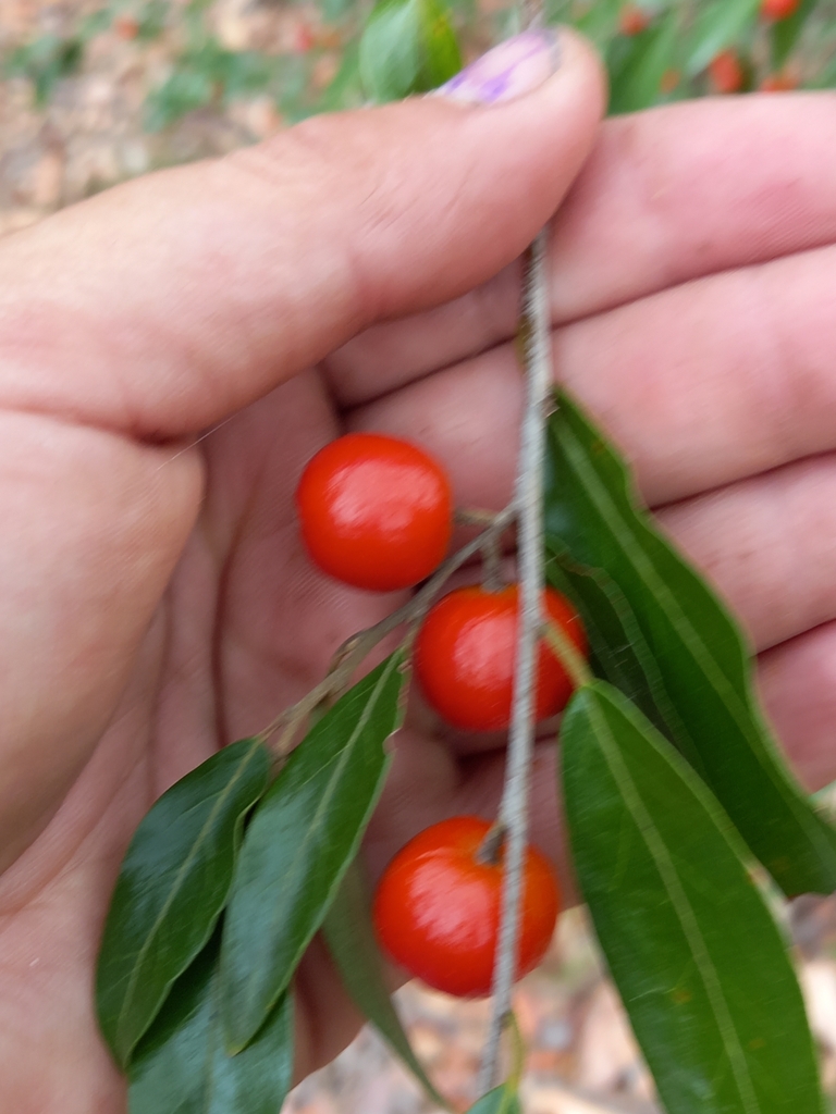 Petalostigma triloculare from Cornubia QLD 4130, Australia on November ...