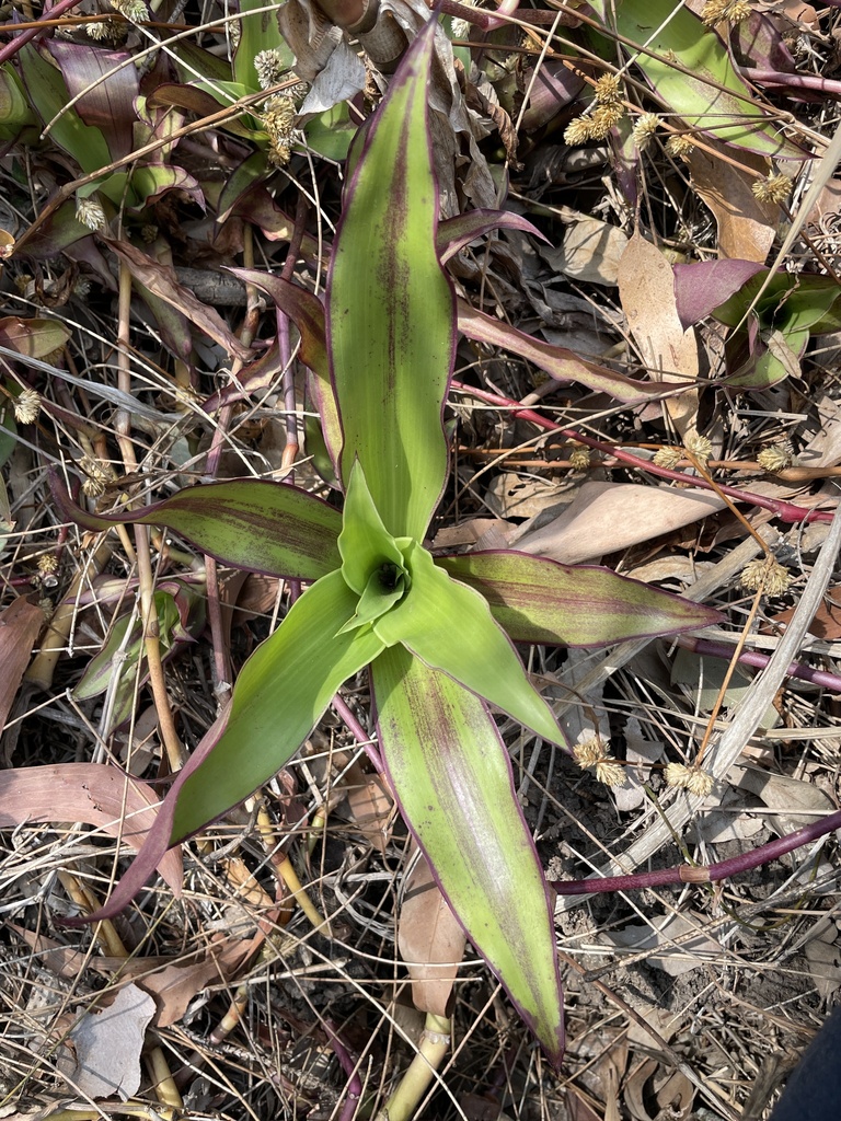 False Bromeliad Plant from Aegean St, Waterford West, QLD, AU on ...