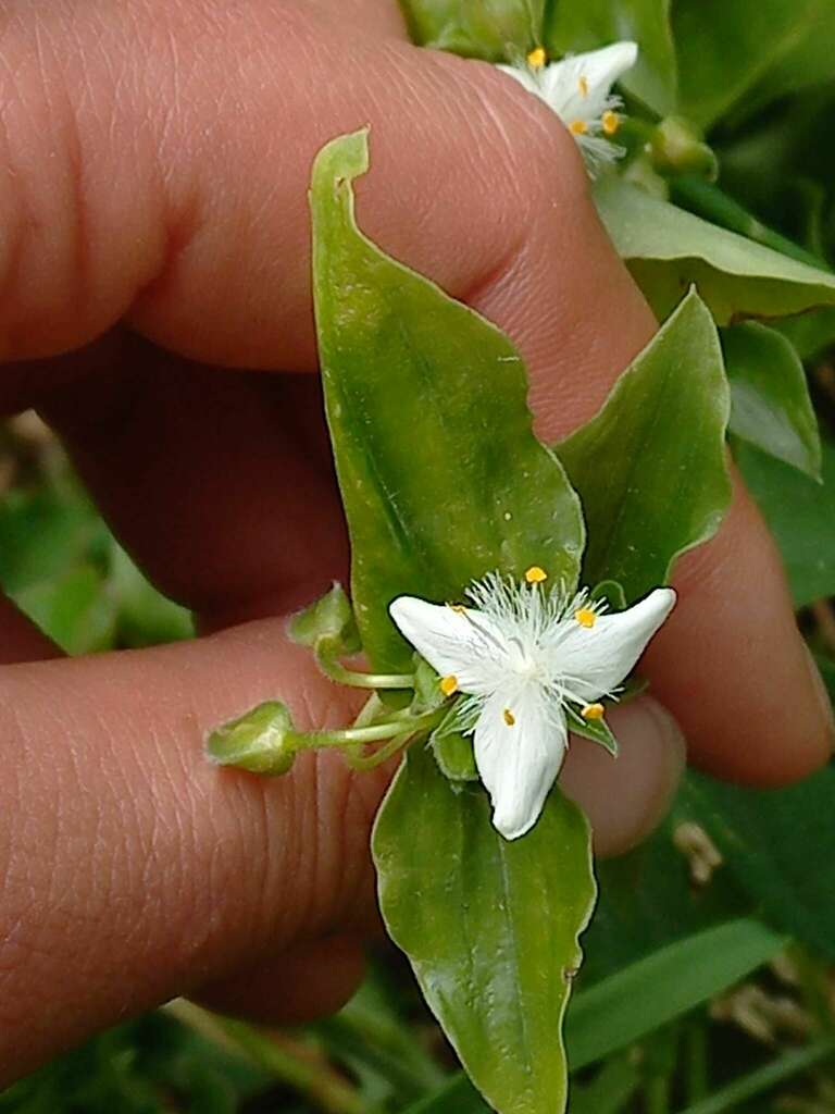 small-leaf spiderwort in October 2023 by Jela A. Green leaves, White ...