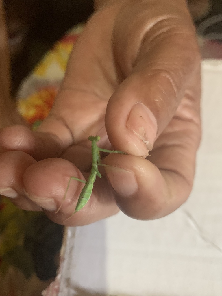 Giant Asian Mantis from Mindanao, Digos City, Davao Del Sur, PH on ...