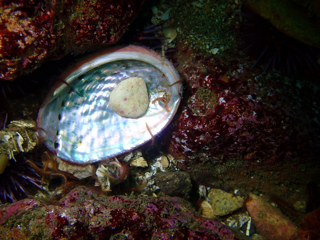 Flat Abalone in October 2023 by Andrew Harmer. 60 feet deep near at ...