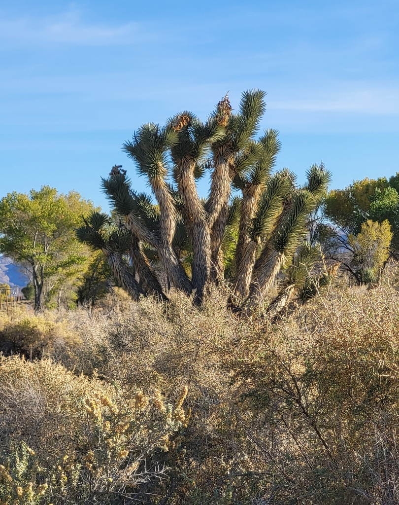 Joshua Tree from Alamo, NV 89001, USA on October 31, 2023 at 04:15 PM ...