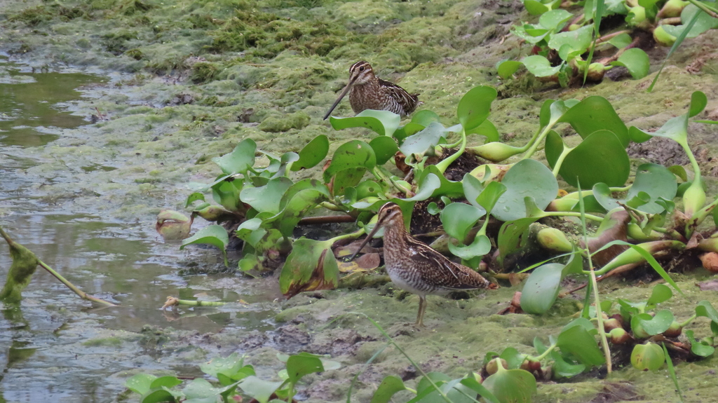 Wilson's Snipe from Delta Lake Park, Edcouch, TX on October 26, 2023 by ...