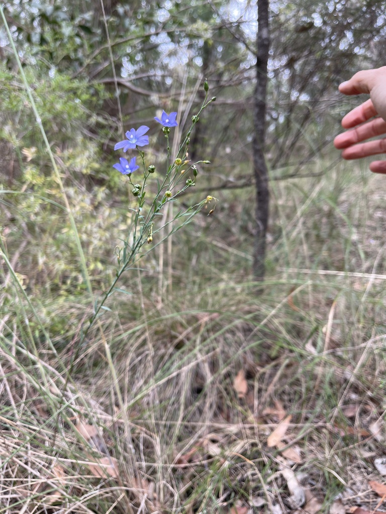 Australian Flax from Arthur Streeton Place, Diamond Creek, VIC, AU on ...