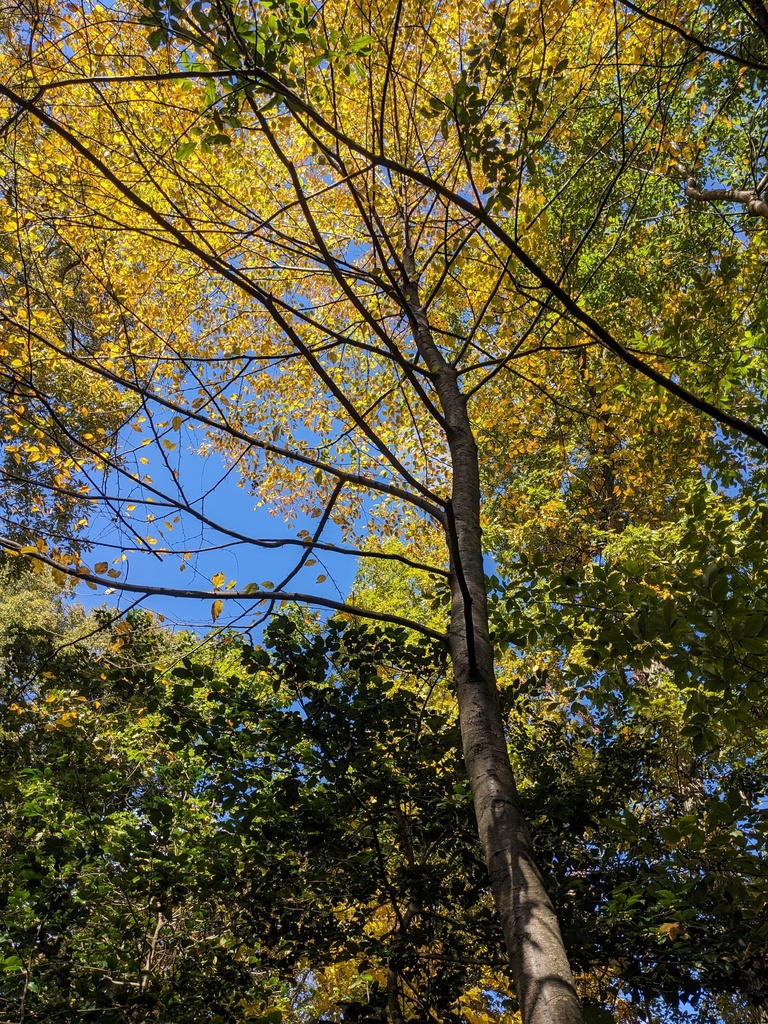 dicots from Rutgers Gardens on October 22, 2023 by DYLAN RONQUILLO. I ...