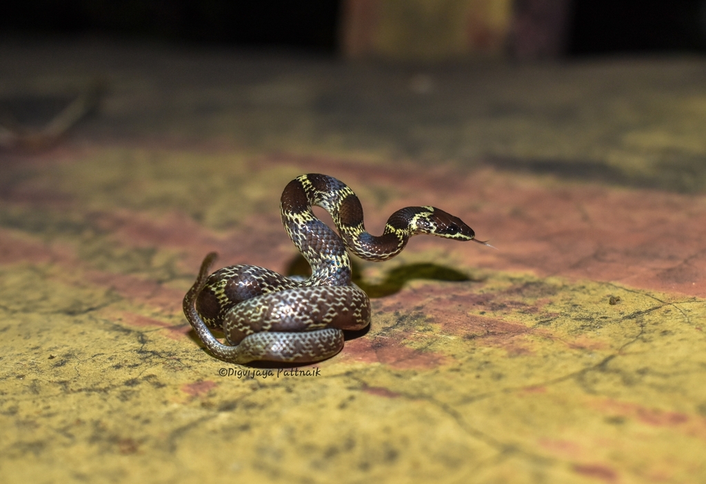 Indian Wolf Snake from RWPX+W8X, Brahmaninadi, Odisha 770038, India on ...