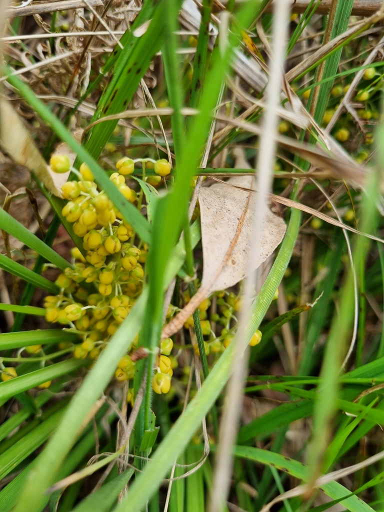 wattle mat-rush from Dromana VIC 3936, Australia on November 1, 2023 at ...